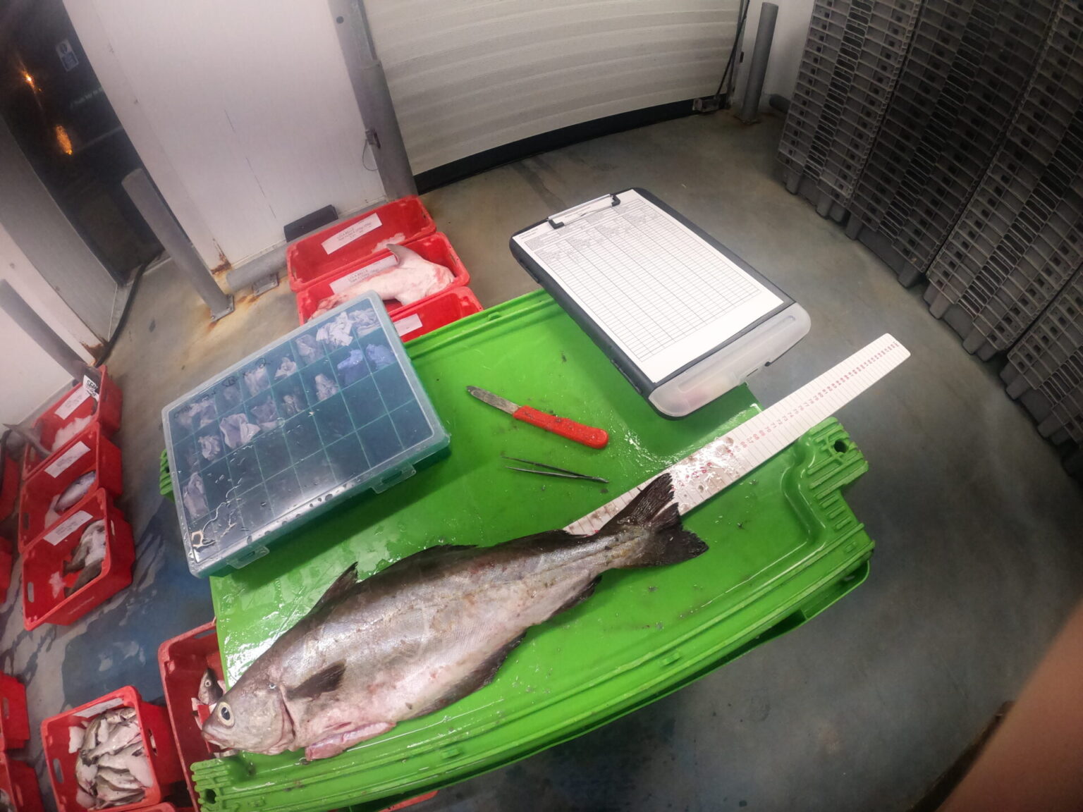 Science & Policy - Cornish Fish Producers’ Organisation