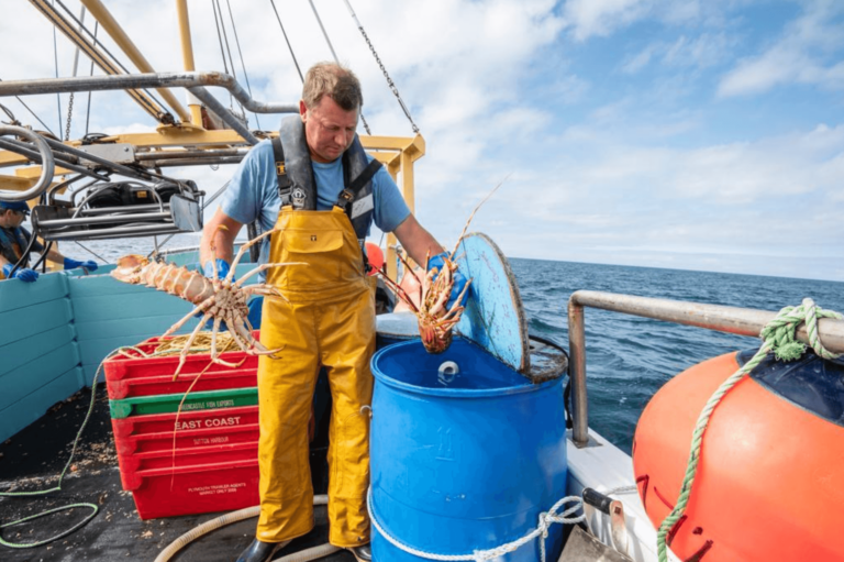 Cornish fishing industry lead the way for sustainable crawfish fishery ...